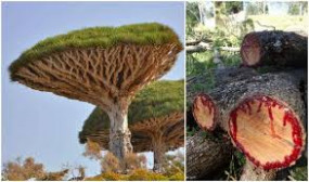Bloodwood tree: अनोखा है ये पेड़, काटने पर निकलता है इंसानों की तरह खून ...
